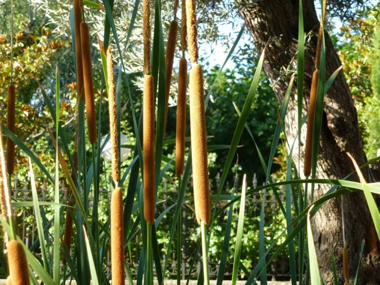 Eneas, Juncos de la Pasión en El Espolón y el Duero – elige.soria.es